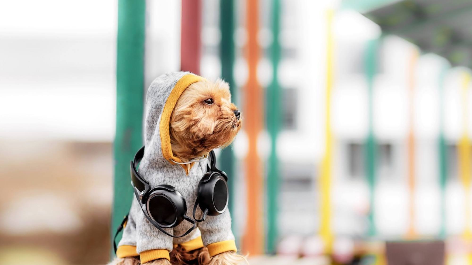 Expo Pets 2022: lanzan primera feria para la familia y las mascotas