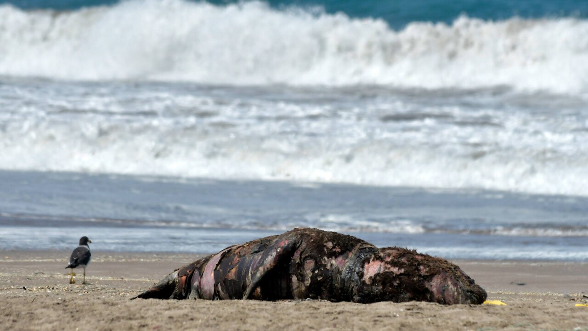 Confirman 70 lobos marinos muertos en Isla Santa María