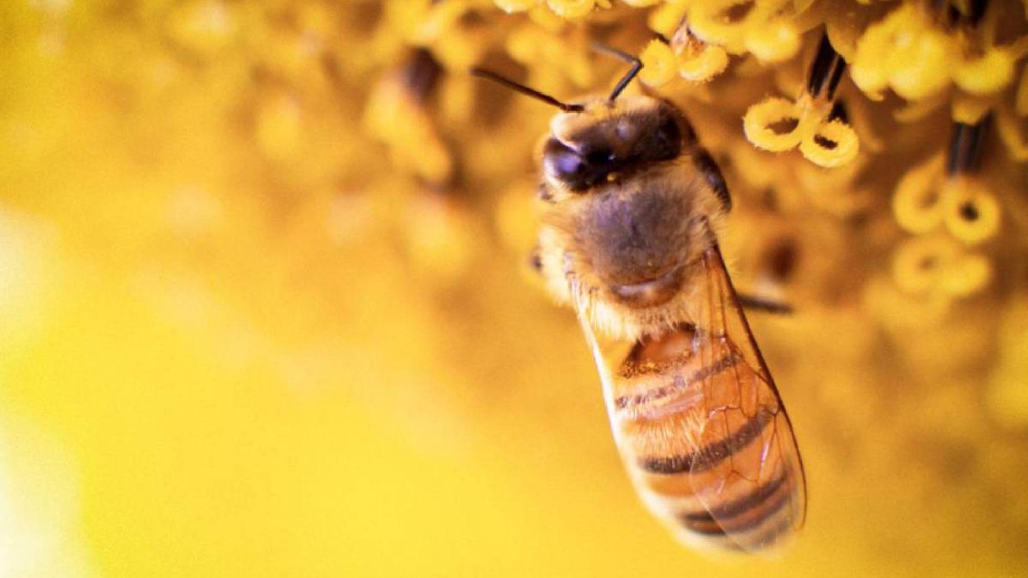 Abejas y apicultura: un factor crucial en los alimentos