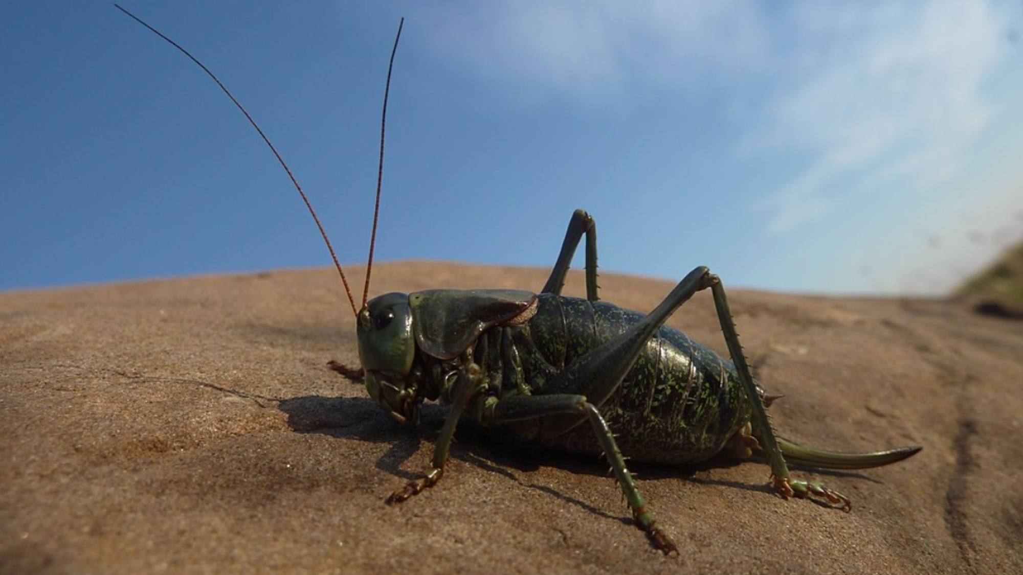 Invasión de "grillos mormones" caníbales aterroriza a los residentes de ...