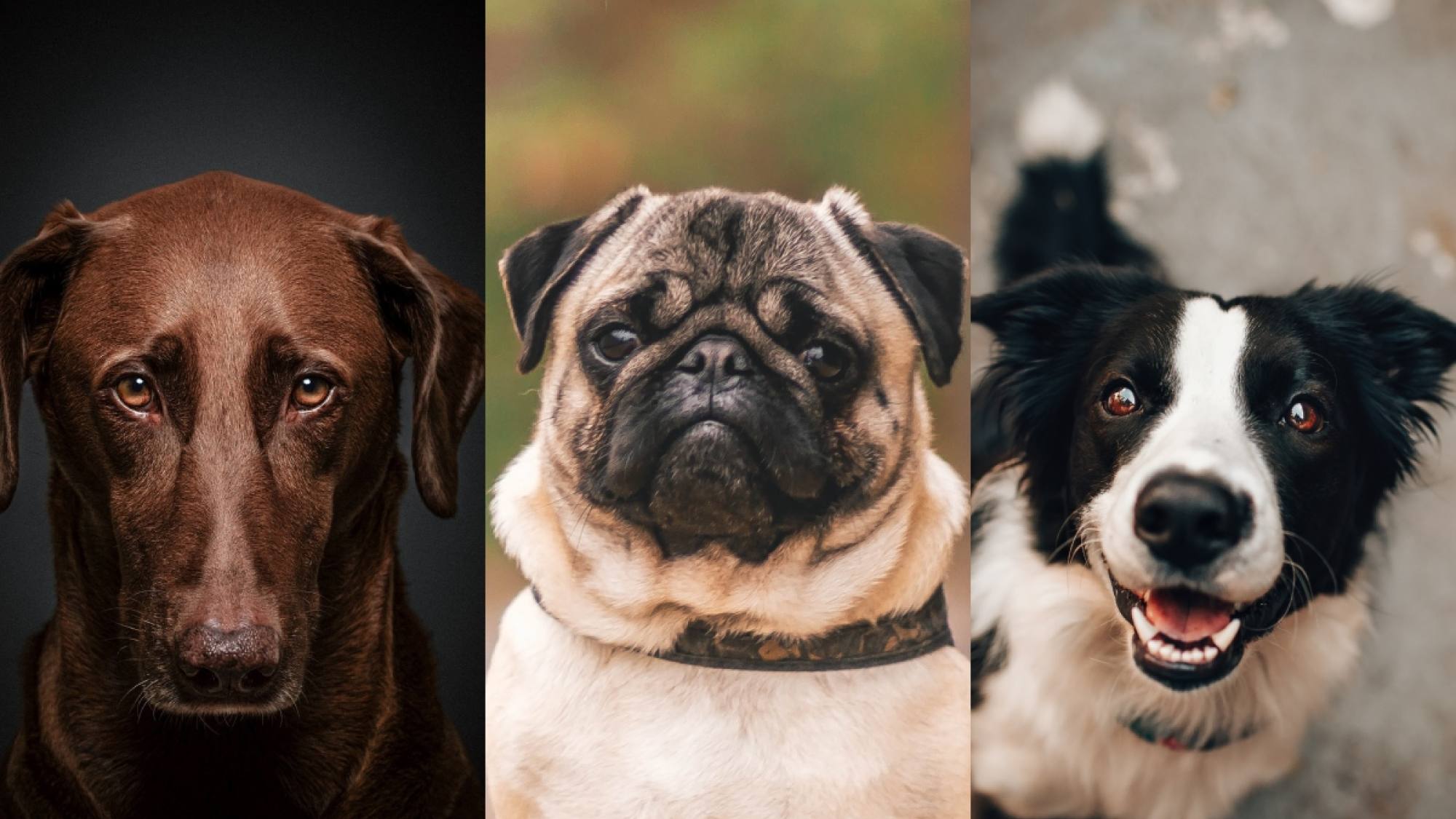 Lanzan seguro para perros que cubre sus vulneraciones