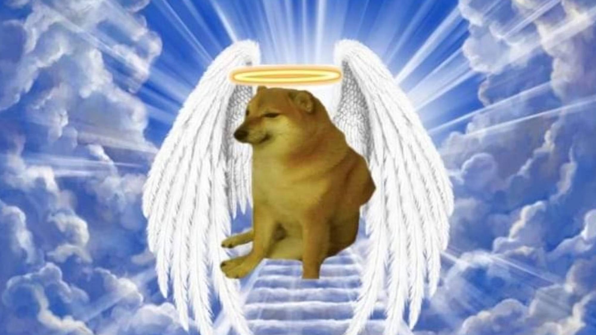 Internet está de luto: Durante una cirugía murió Cheems, el perro viral más famoso del mundo