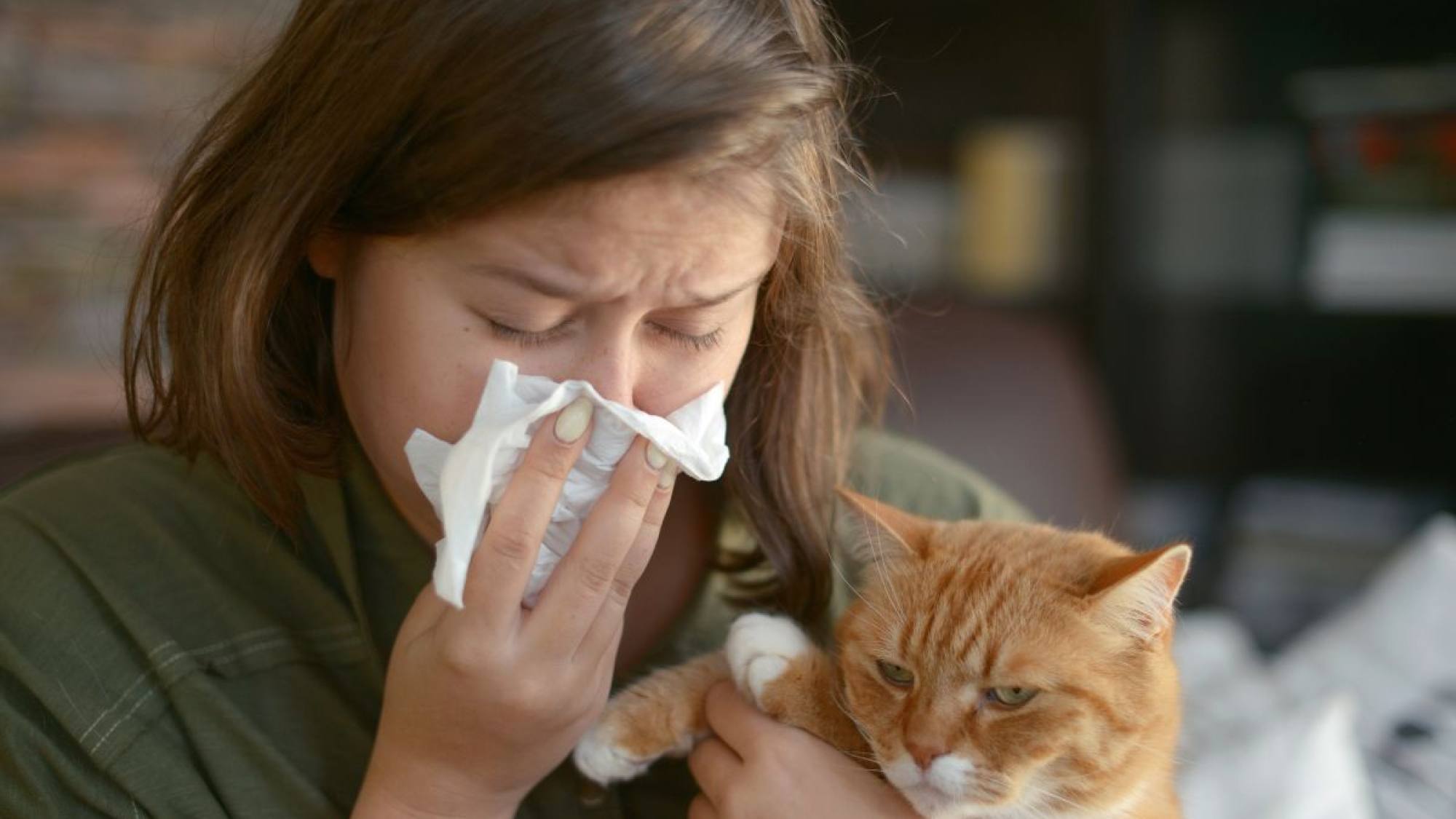 Detectan presencia de peligroso hongo en gatos