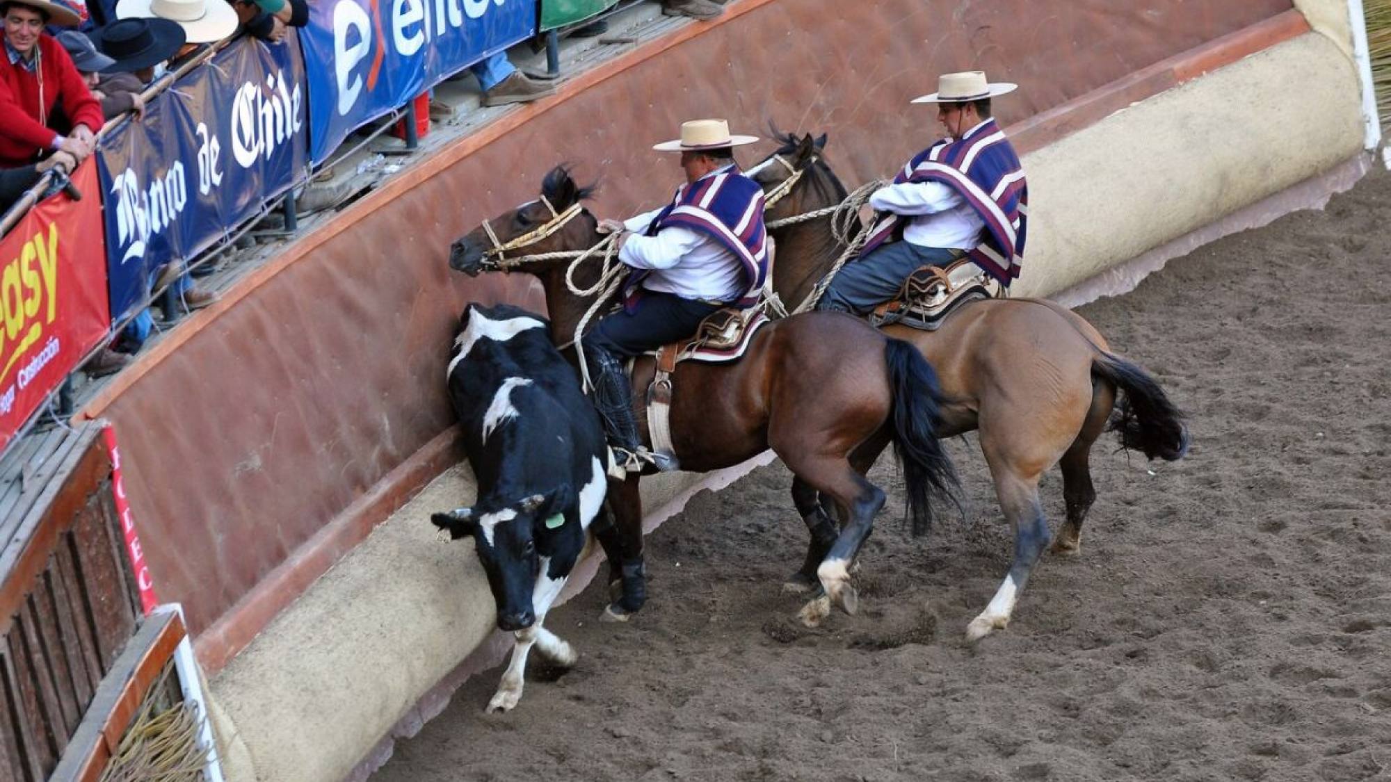 Constituyentes de derecha aprueban el rodeo como deporte nacional