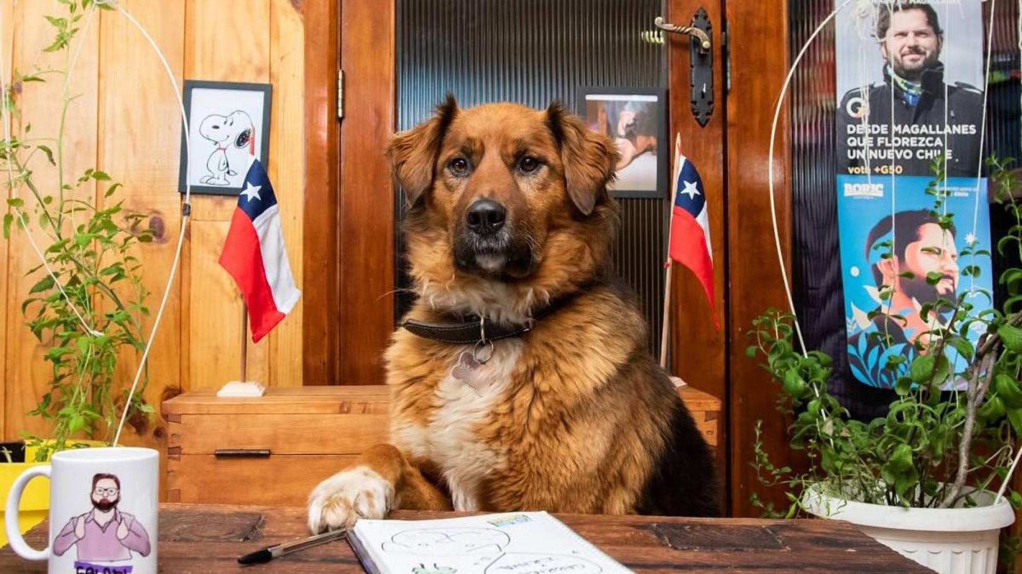 Brownie Boric tras ataques a perros en San Pedro