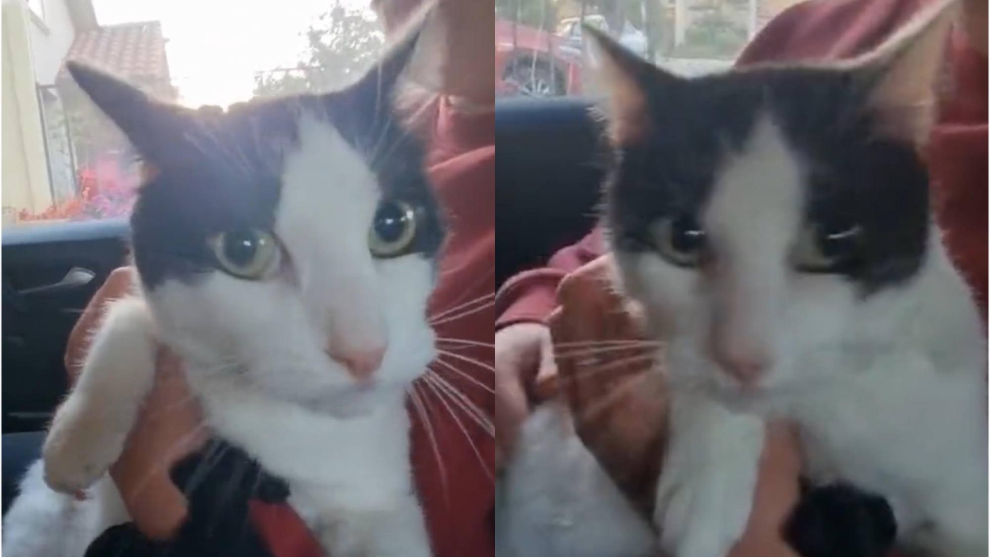 Hasta las mascotas celebraron: Gato se vuelve viral por maullar a favor ...
