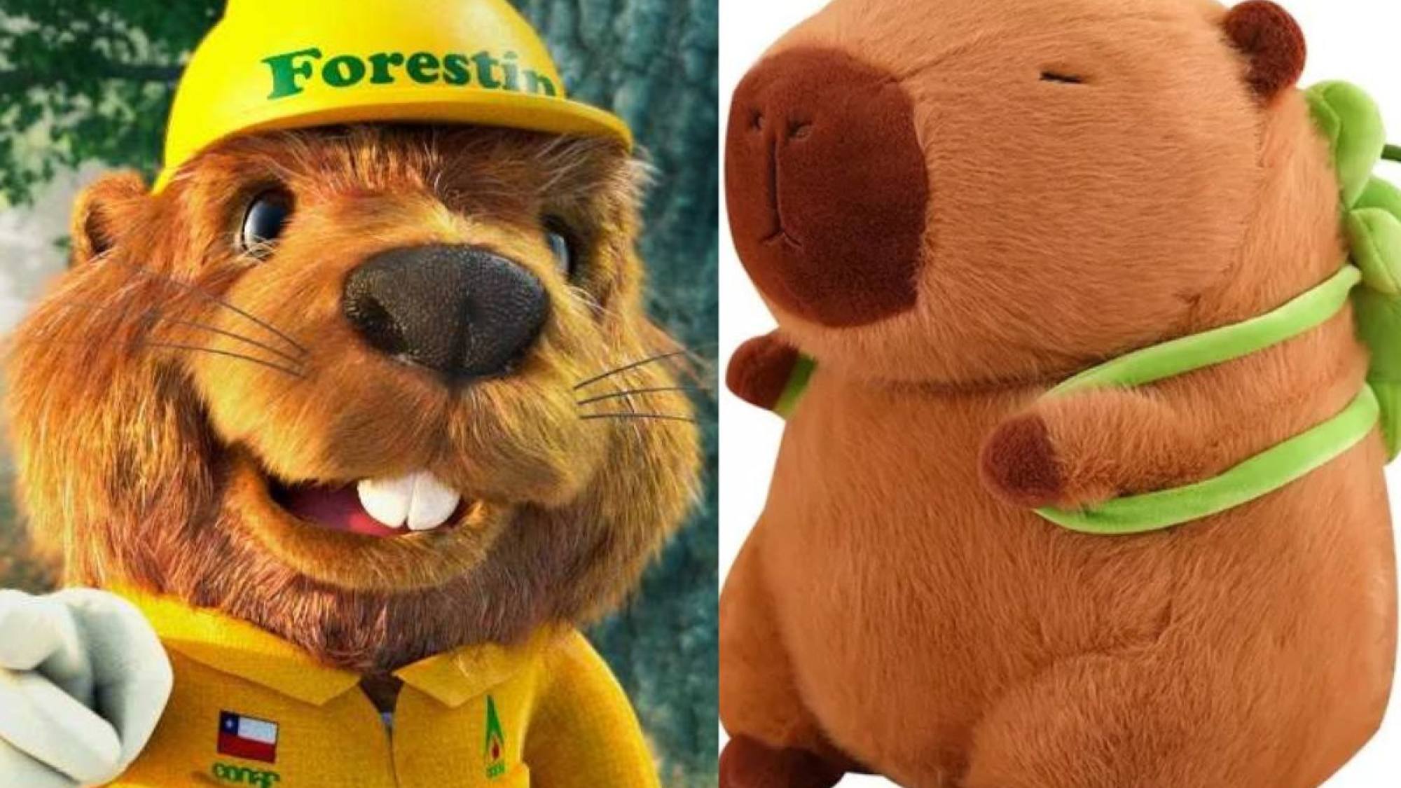 ¿Existen capibaras en Chile?: solo tenemos a "Forestín"