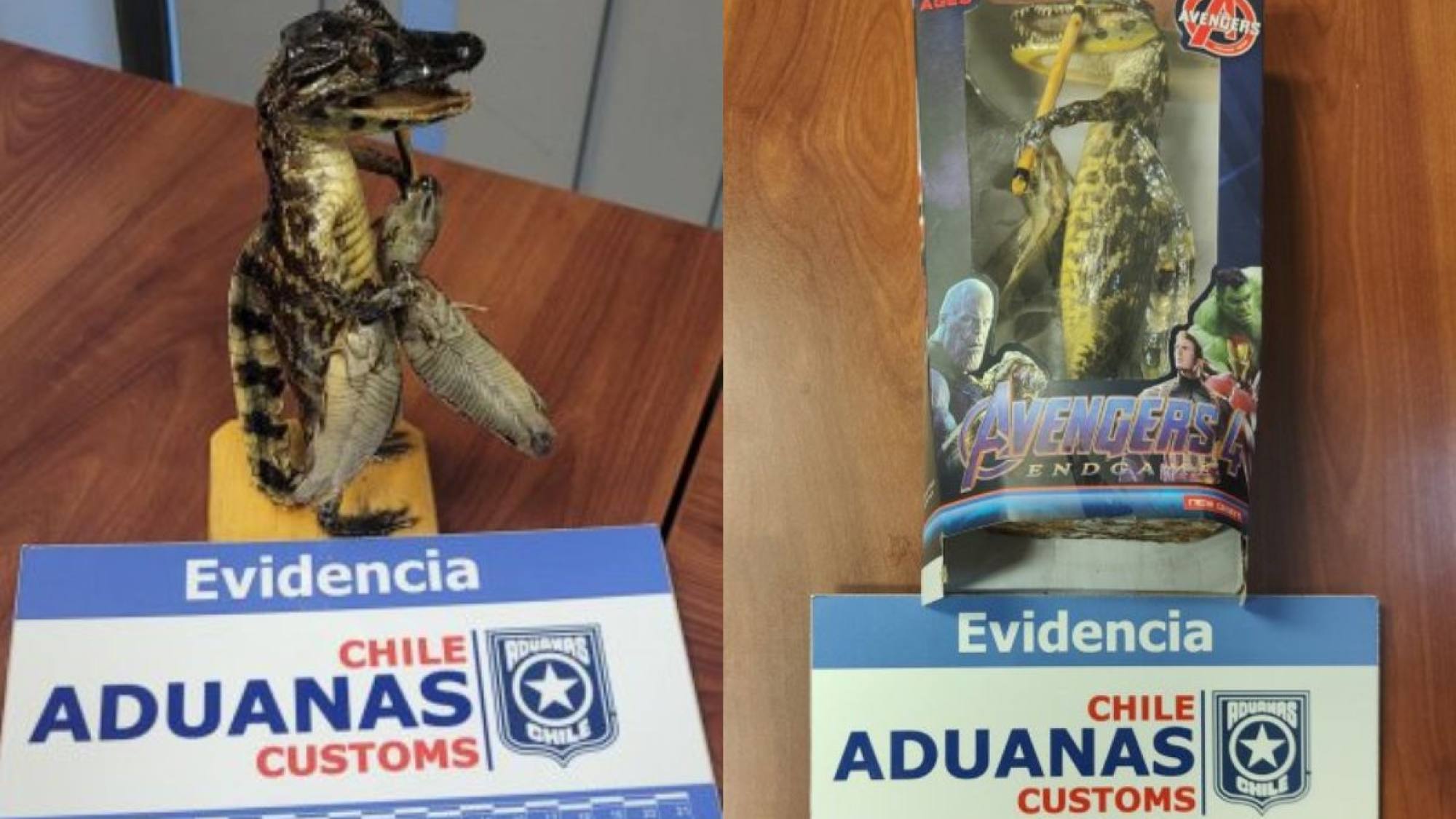 Animal embalsamado aparece en caja de juguete: