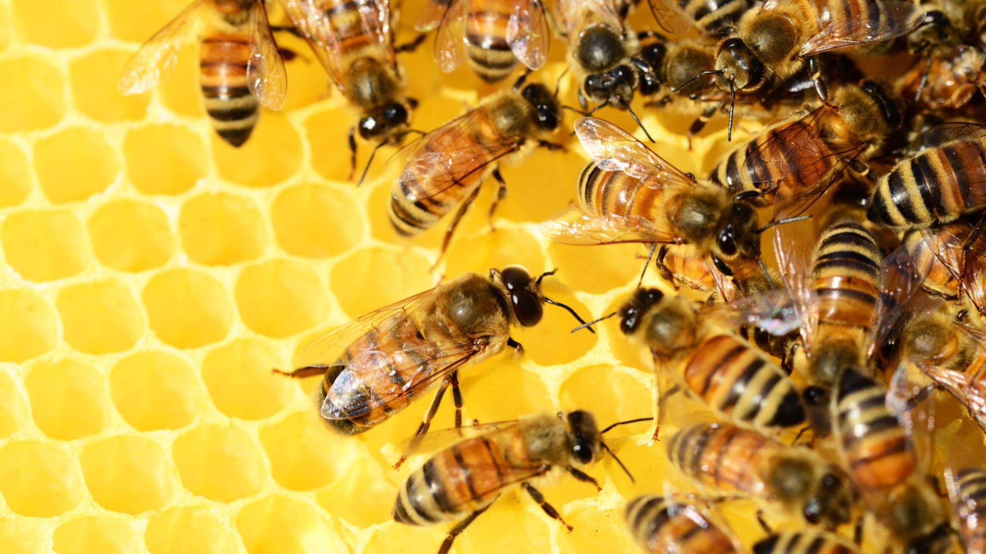 Ciencia al rescate de las abejas